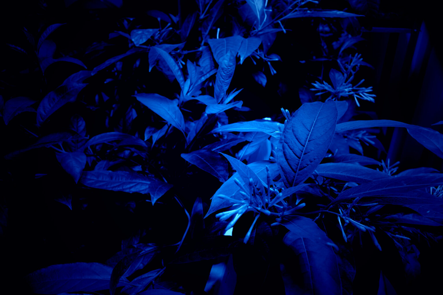 Mesk Ellil - Hicham Berrada